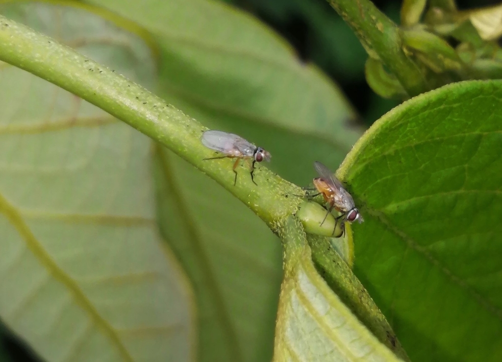 Shoot Flies from Heredia, Costa Rica on June 17, 2021 at 11:22 PM by J ...
