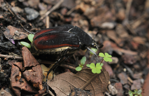 Forma Cotinis mutabilis blanchardi · Naturalista Costa Rica