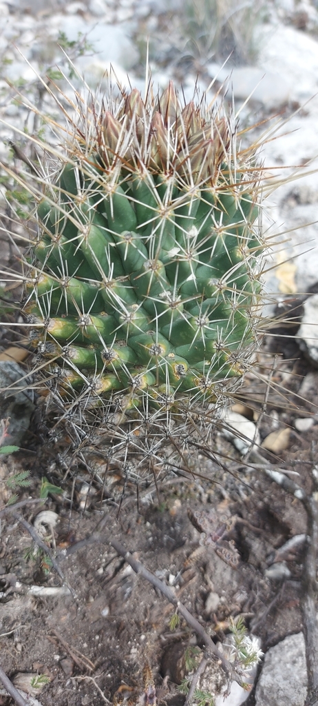 Coryphantha octacantha from Unnamed Road, San Miguel, Hgo., México on ...