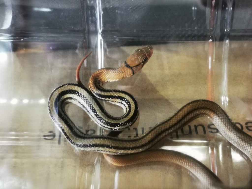 Copperhead Rat Snake from Kluang Baru, 86000 Kluang, Johor, 马来西亚 on ...