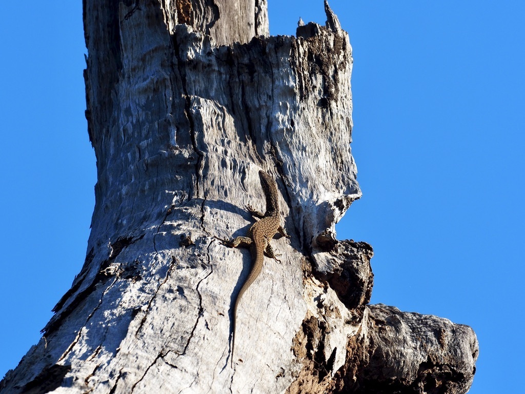 Black-headed Monitor from Mission River QLD 4874, Australia on June 17 ...