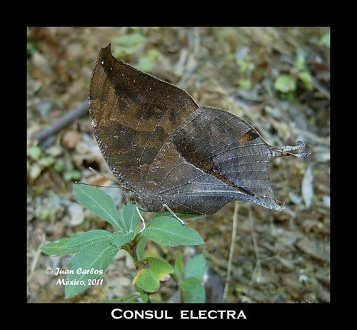 Pearly Leafwing (Consul electra) · iNaturalist United Kingdom