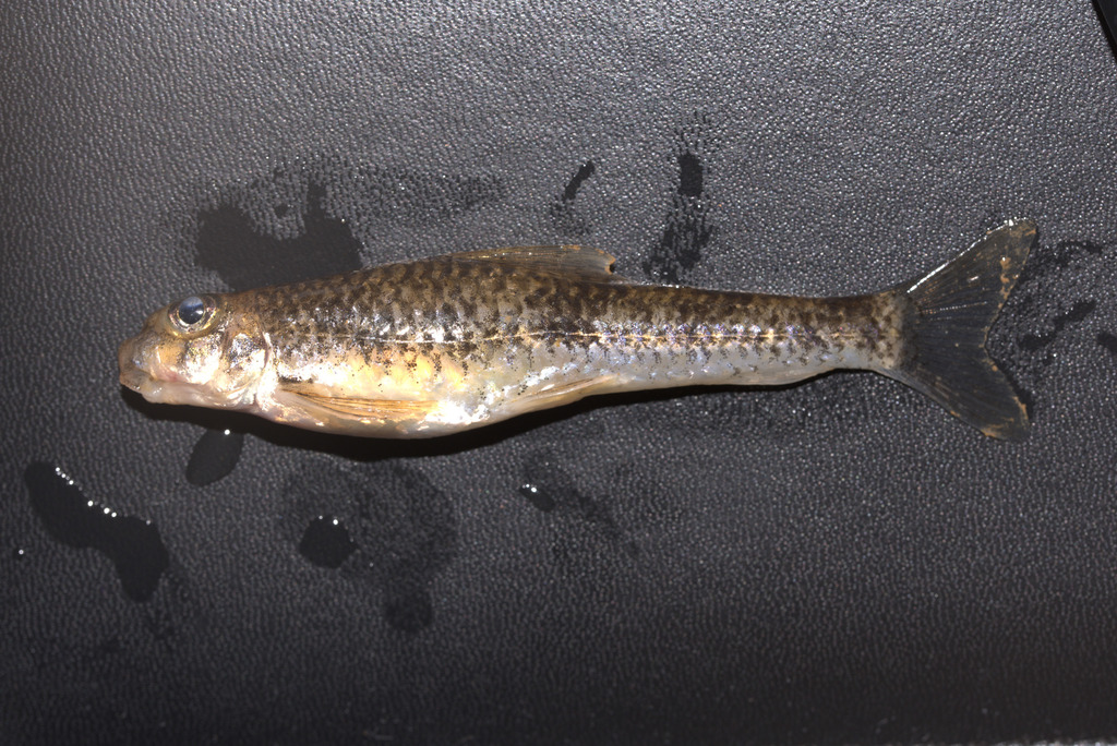 Microphysogobio zhangi from 中国湖南省永州市宁远县 on June 9, 2021 at 12:25 PM by ...