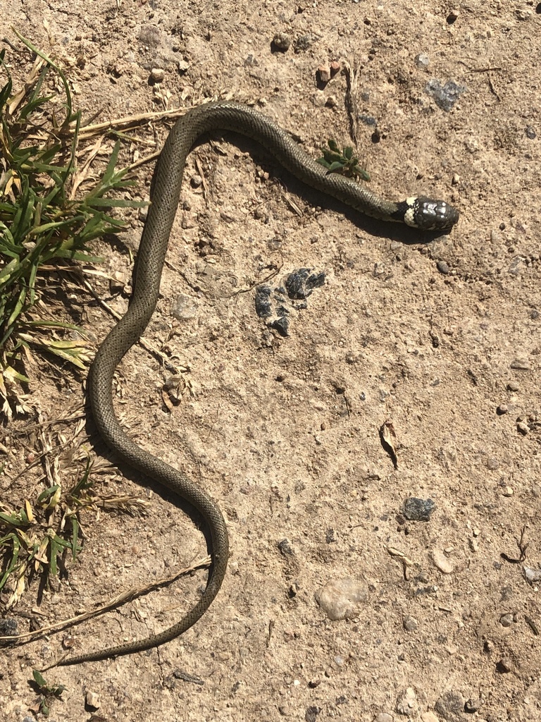 barred grass snake from D2144, Lavault-Sainte-Anne, Auvergne, FR on ...