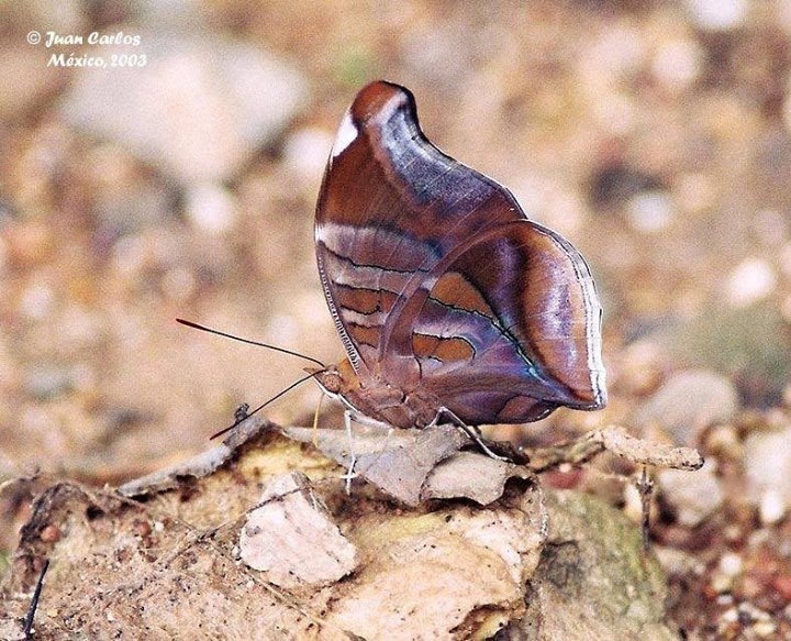 Historis odius dious from Matías Romero on June 24, 2003 by Juan Carlos ...