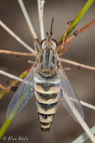 Mydas Flies (Mydidae)