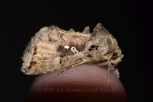 green semi-looper (Argyrogramma signata) · iNaturalist