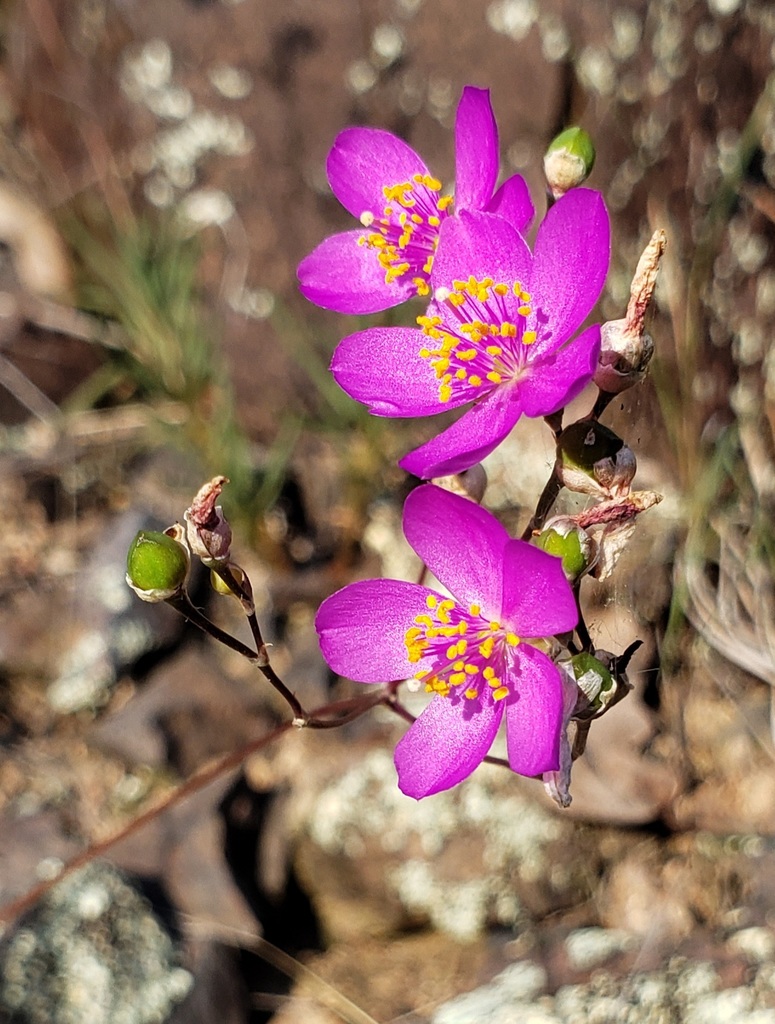 Large-flowered fameflower from Liberty Township, MO, USA on June 18 ...