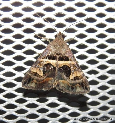 Bulia mexicana · iNaturalist