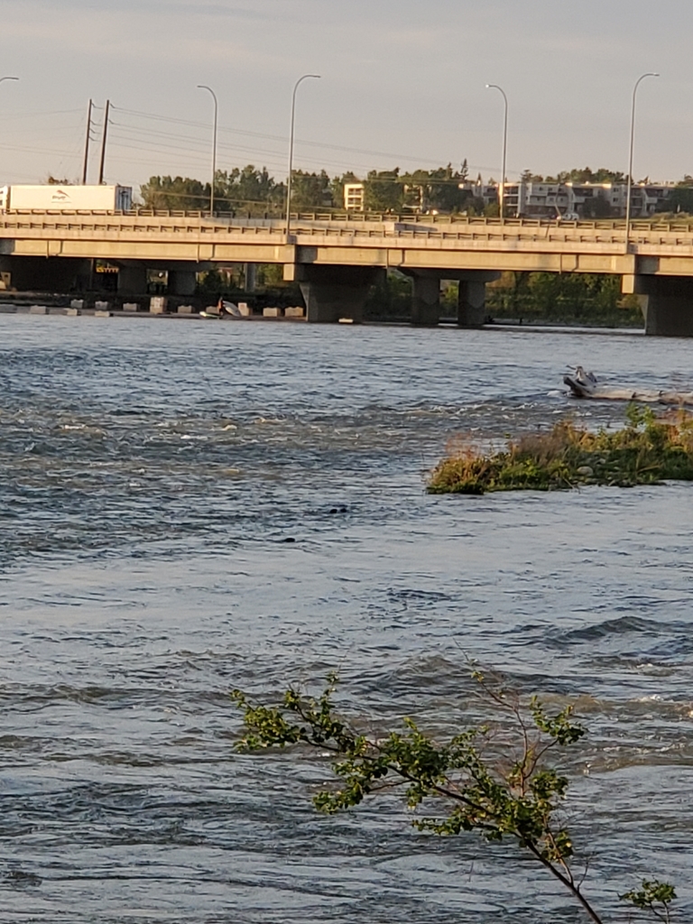 North American River Otter from Southeast Calgary, Calgary, AB, Canada ...