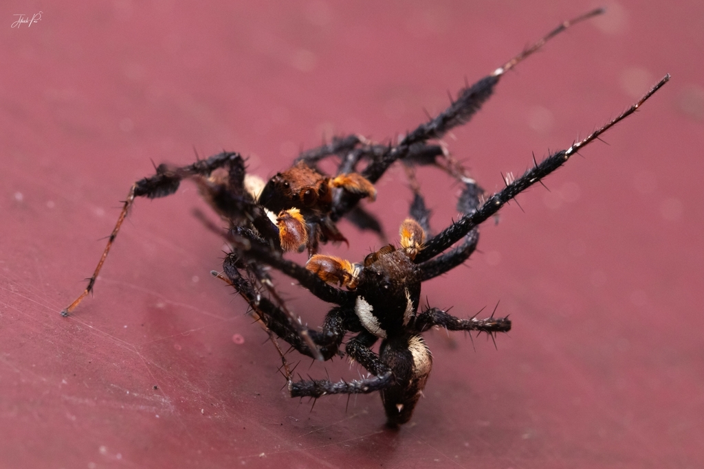Dandy Spiders from Sanoor on June 18, 2021 at 02:41 PM by Jithesh Pai ...