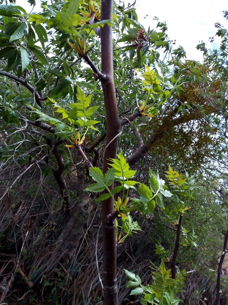 Bursera penicillata from Santa Cruz de Juventino Rosas, Gto., México on ...