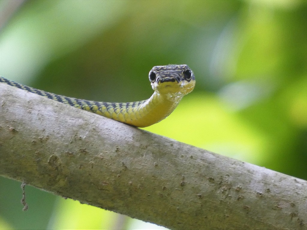 Paradise Flying Snake from Pasir Ris Park on June 19, 2021 at 11:25 AM ...