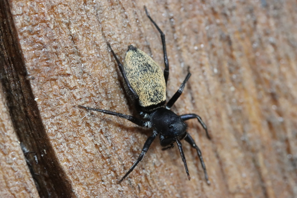 Desert Ant-mimicking Jumping Spider from Bophirima, South Africa on ...