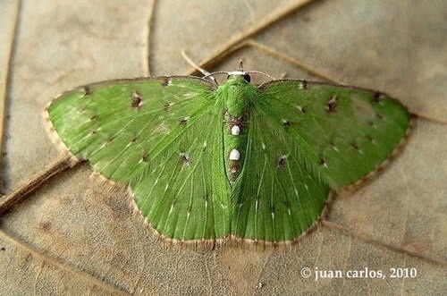 Lissochlora manostigma · iNaturalist Mexico