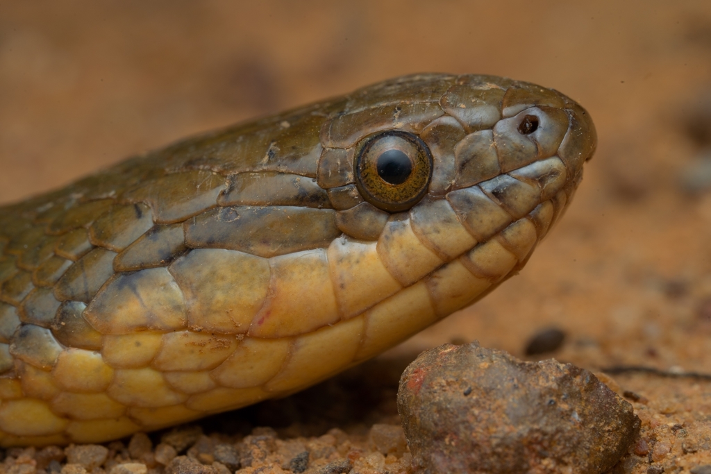 Split Keelback from Thiruvallur on December 26, 2020 at 08:35 PM by ...