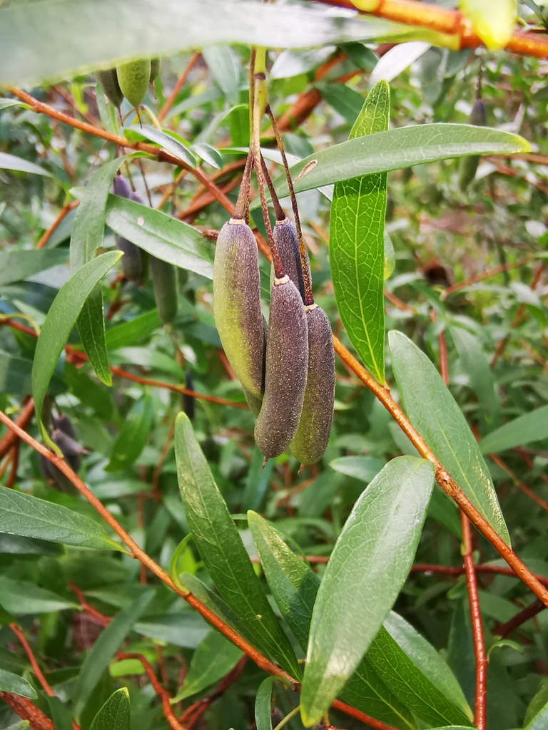 apple-berries from Frankston South VIC 3199, Australia on June 19, 2021 ...