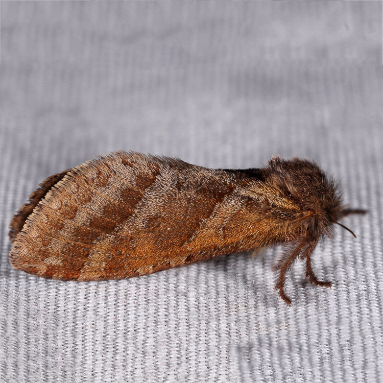 Lupine Ghost Moth from Aromas, San Benito Co., CA on March 30, 2011 by ...