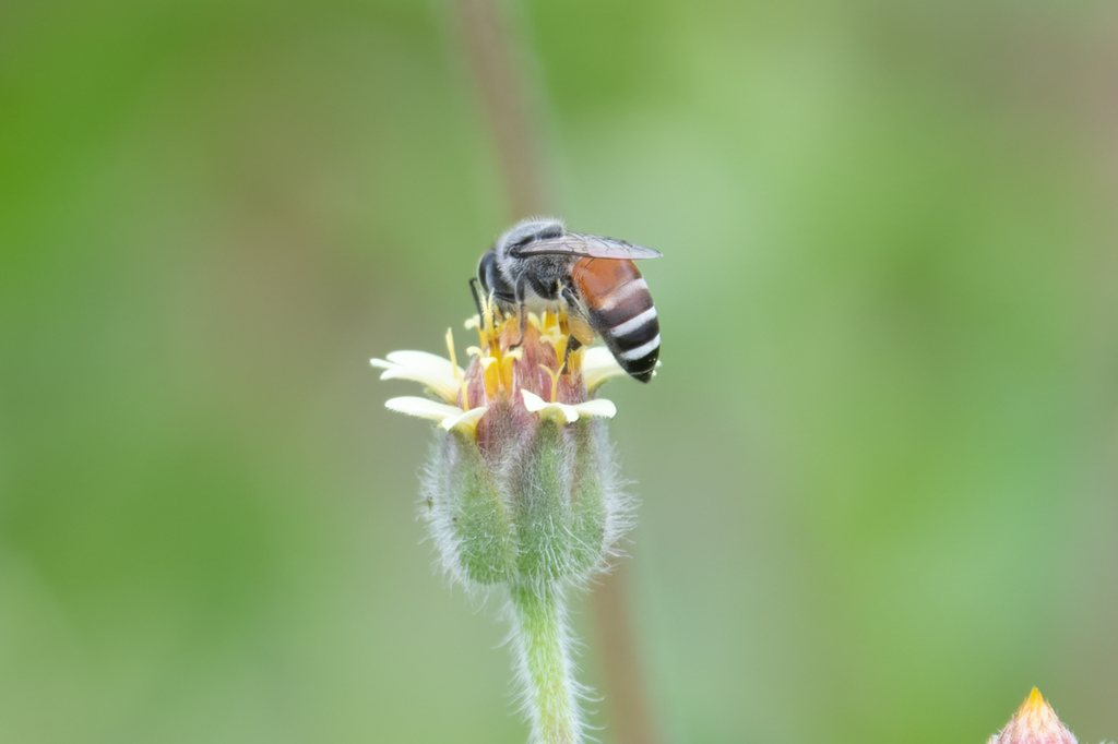 Red Dwarf Honey Bee from Lorong Halus Wetland, Singapore on June 19 ...