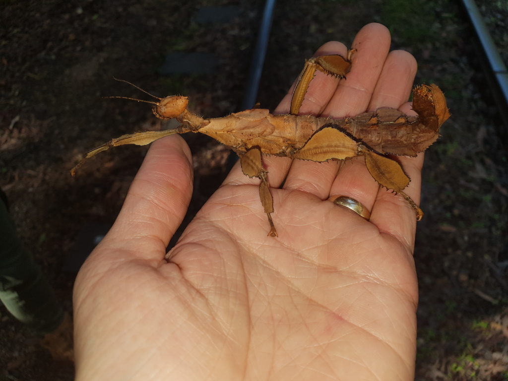 Spiny Leaf insect from Barron Gorge QLD 4870, Australia on June 17 ...