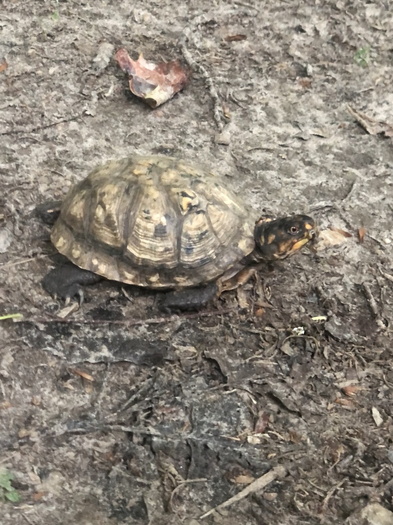 Common Box Turtle in June 2021 by stephschuttler · iNaturalist