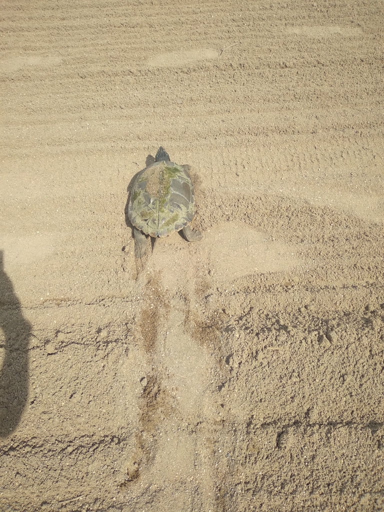 Northern Map Turtle from Chain O’ Lakes State Park on June 19, 2021 at ...