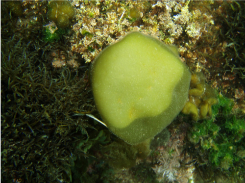Colpomenia peregrina (Multi-Agency Rocky Intertidal Network ) · iNaturalist