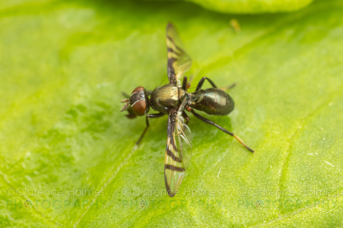 Rivellia melliginis · iNaturalist