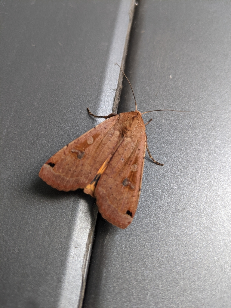 Large Yellow Underwing from Vancouver, BC V5Y 1B8, Canada on June 19 ...