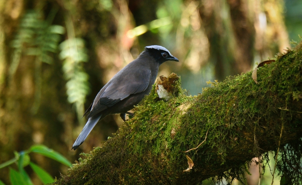 Purple Cochoa from Sikkim 737106, India on May 3, 2020 at 07:24 AM by ...