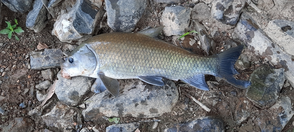 Smallmouth Buffalo in June 2021 by Corby Tucker · iNaturalist