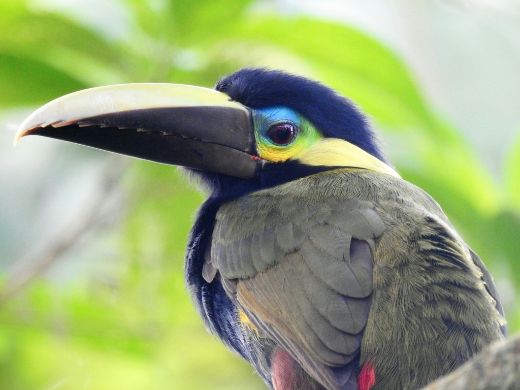 Yellow Eared Toucanet