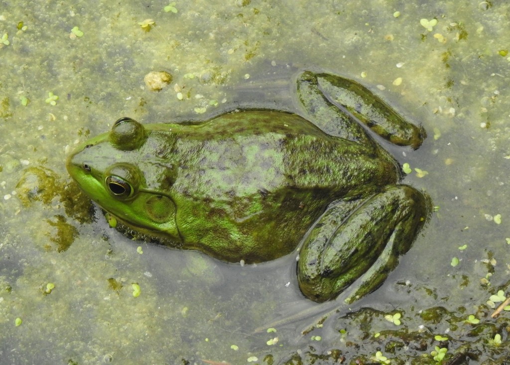 American Bullfrog from Northwest Akron, Akron, OH, USA on June 19, 2021 ...
