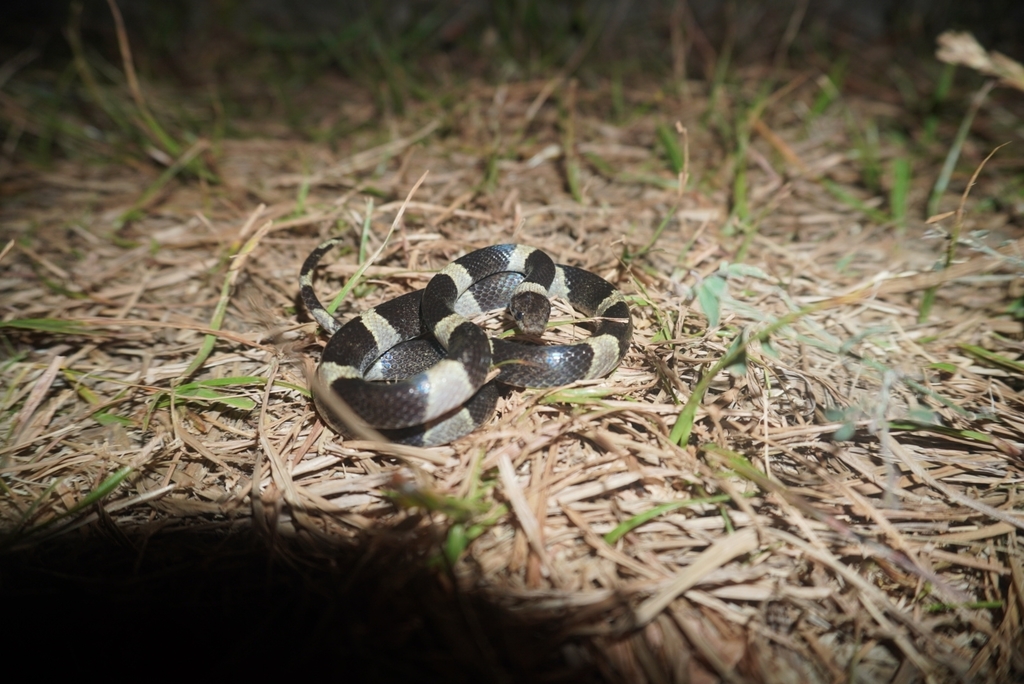 Black-banded Cat-eyed Snake from Area de Conservación Guanacaste World ...
