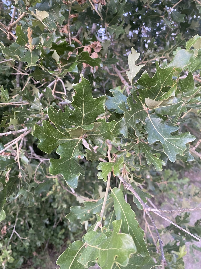 post oak in June 2021 by cnyarbrough80 · iNaturalist