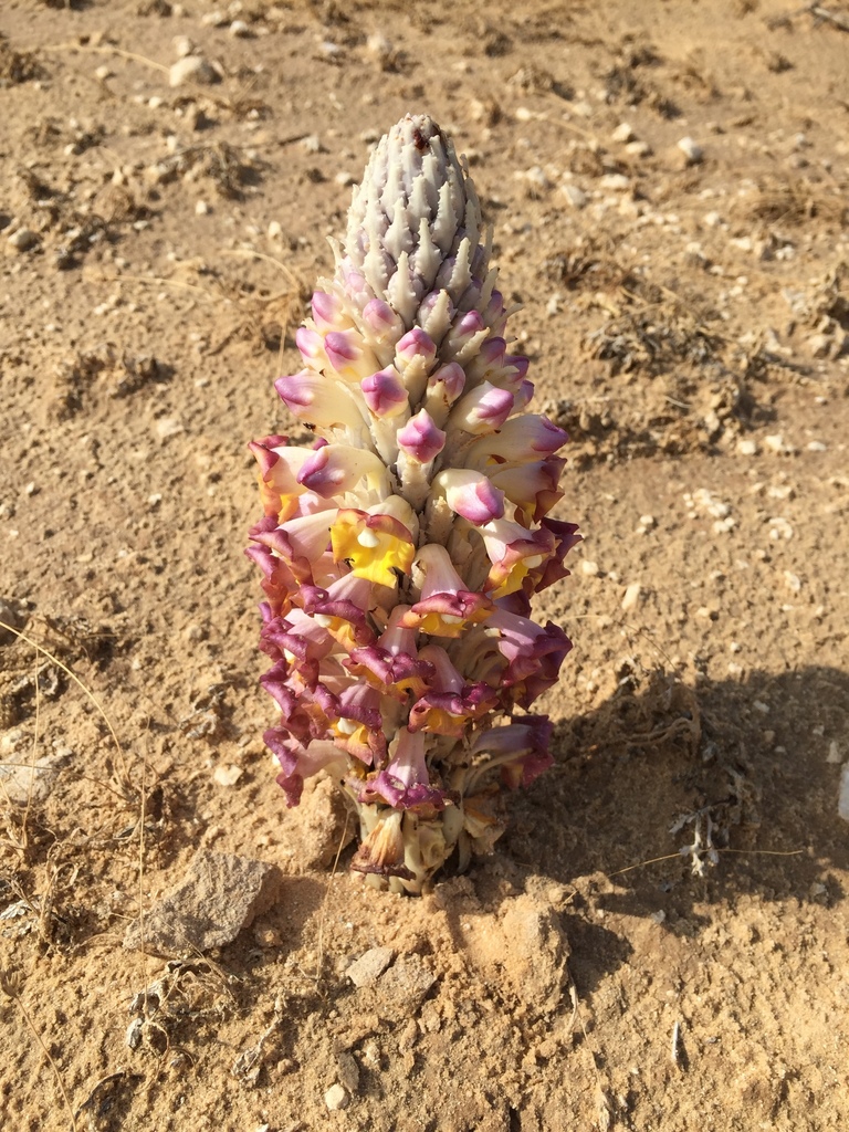 desert hyacinth from Ghawar Oil Field, , Ash Sharqiyah, SA on February ...