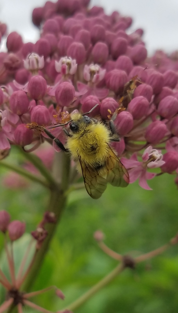 Perplexing Bumble Bee from EDMONDSON AVE & BEECHWOOD AVE eb ...
