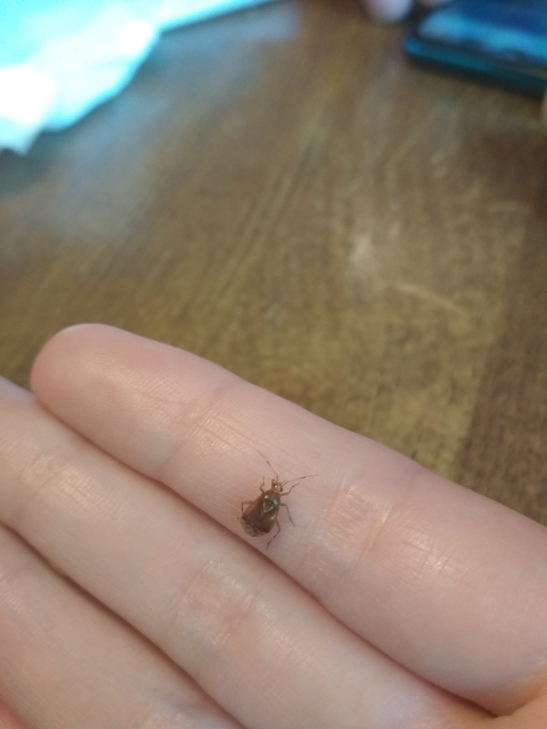 Plant Bugs from Pcim 1410, 32-432, Polska on June 20, 2021 at 12:31 PM ...