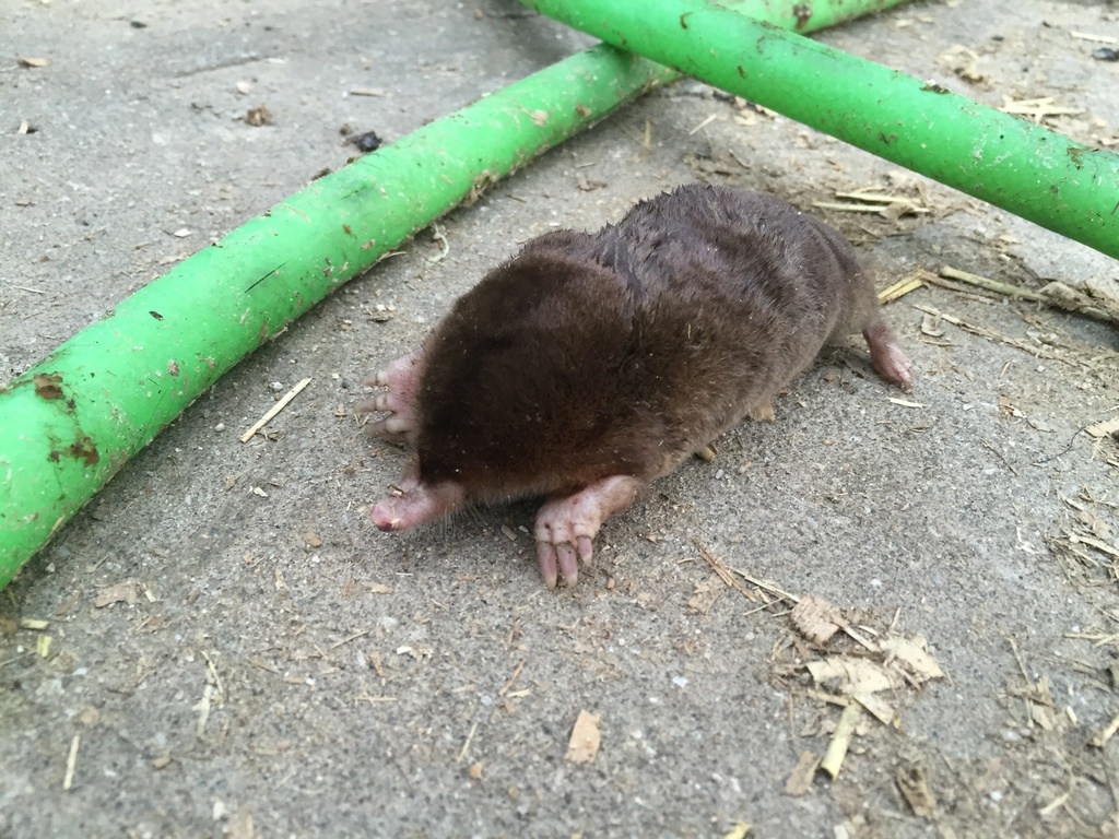 Greater Japanese Mole from 吉田, 山口市, 山口県, JP on July 15, 2016 at 05:29 ...