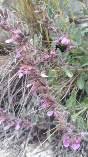 Subspecies Teucrium chamaedrys tauricola · iNaturalist