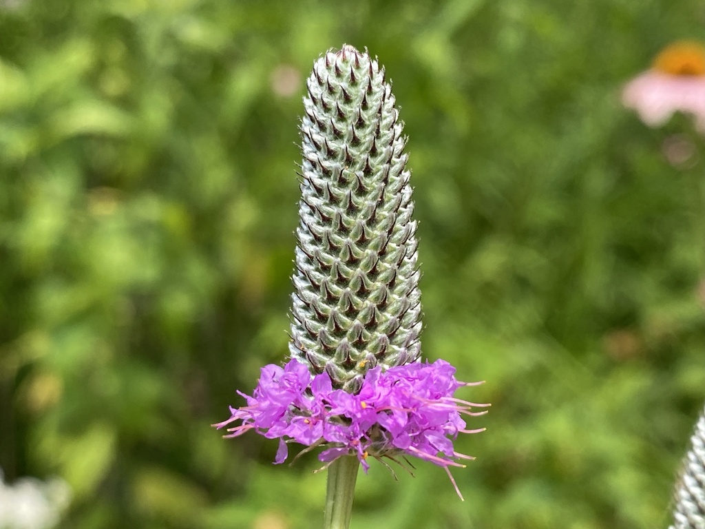 purple prairie clover from S Grand Blvd, St. Louis, MO, US on June 19 ...