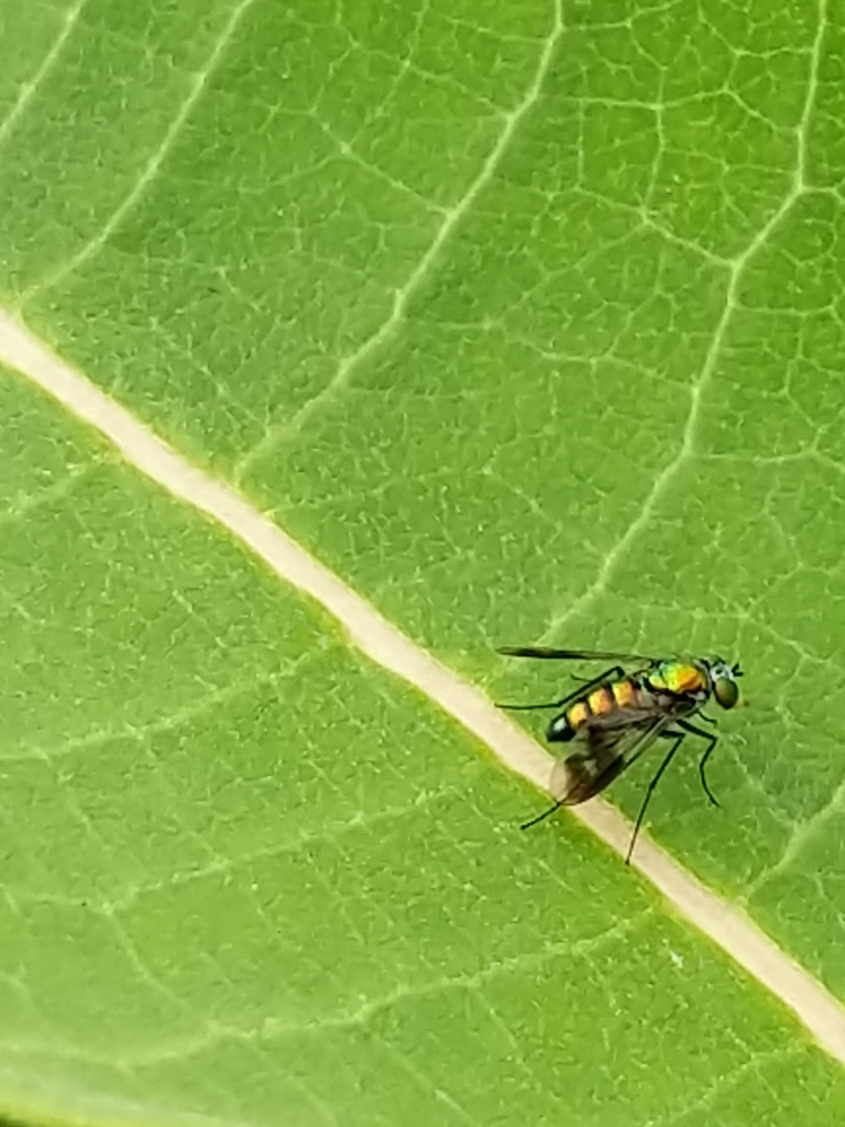 Condylostylus patibulatus from Lake Township, IN, USA on June 20, 2021 ...