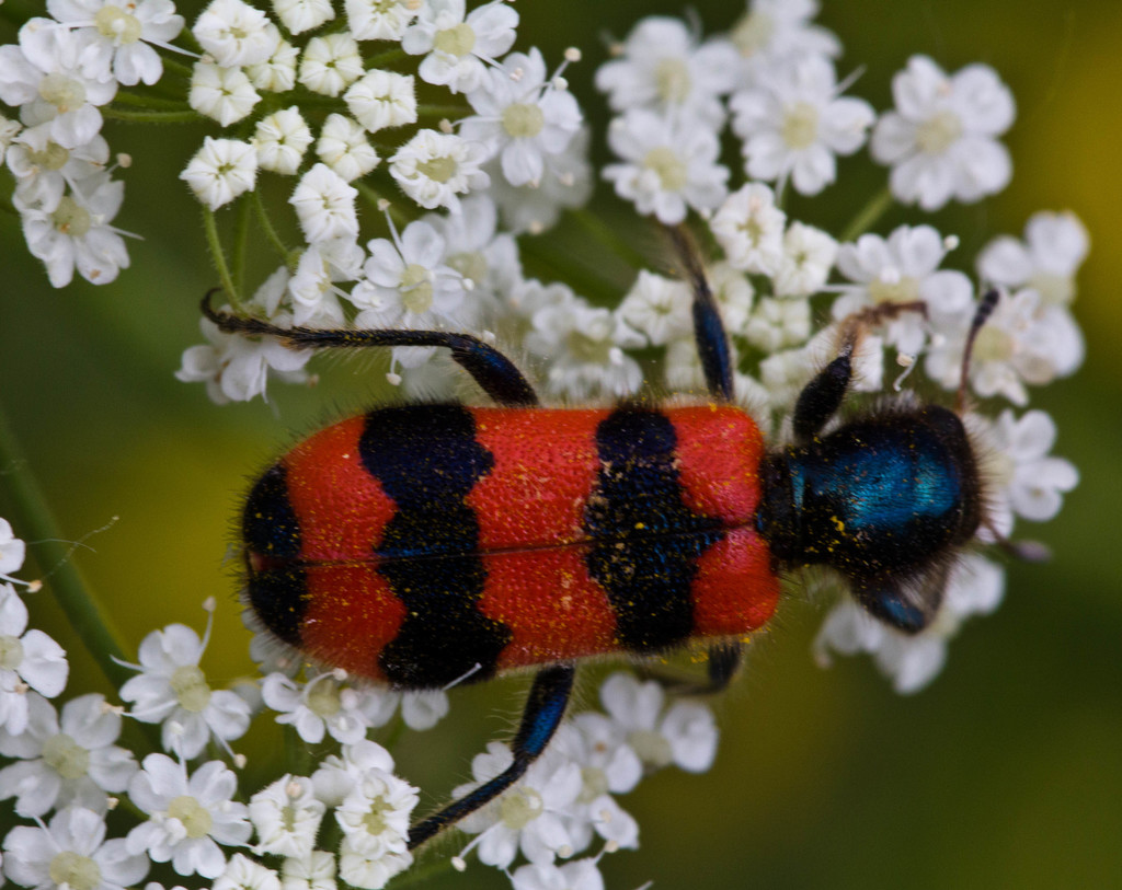 Bee-eating Beetle from Im Woog von Hainstadt on June 16, 2011 by Anne ...