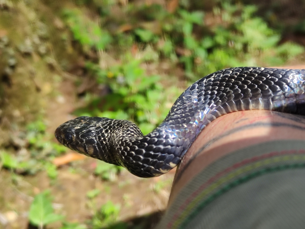 Central American Indigo Snake from Huautla de Jiménez on June 20, 2021 ...