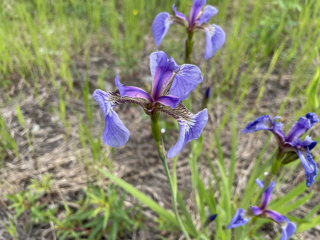 Beach-head Iris from George Parks Hwy, Anderson, AK, US on June 19 ...