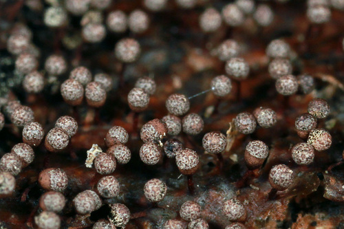 Diachea obovata · iNaturalist