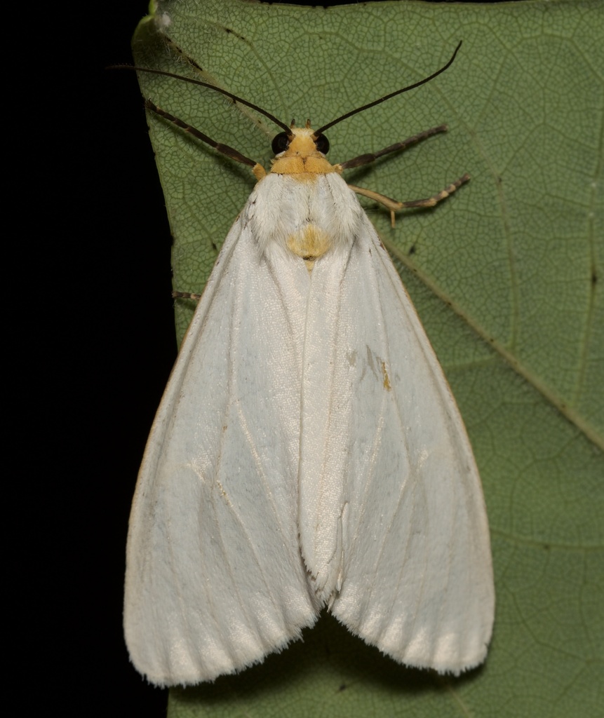 Haploa from Robertsville State Park, Robertsville, MO, US on June 18 ...