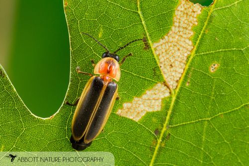 Photinus brimleyi · NaturaLista Colombia