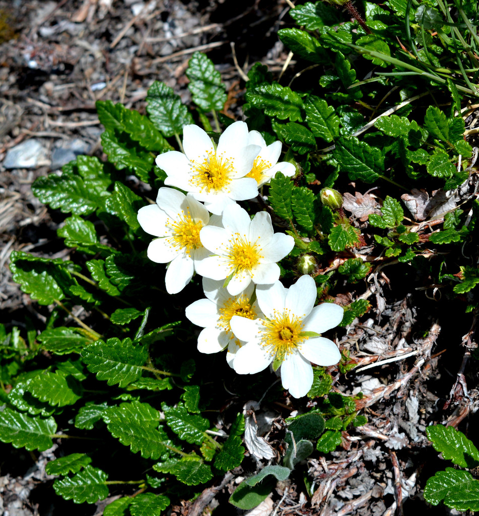 Eight-petal Mountain-Avens from Valle d'Aosta, Italia on June 19, 2021 ...