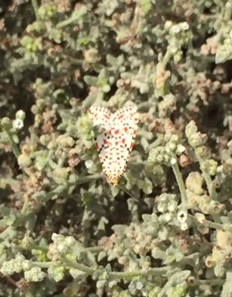 Crimson-speckled Flunkey from Ghawar Oil Field, , Ash Sharqiyah, SA on ...